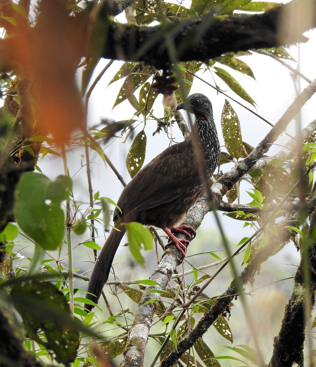 ML130342101 - Andean Guan - Macaulay Library