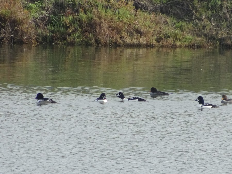 goldeneye sp. x Hooded Merganser (hybrid) - eBird