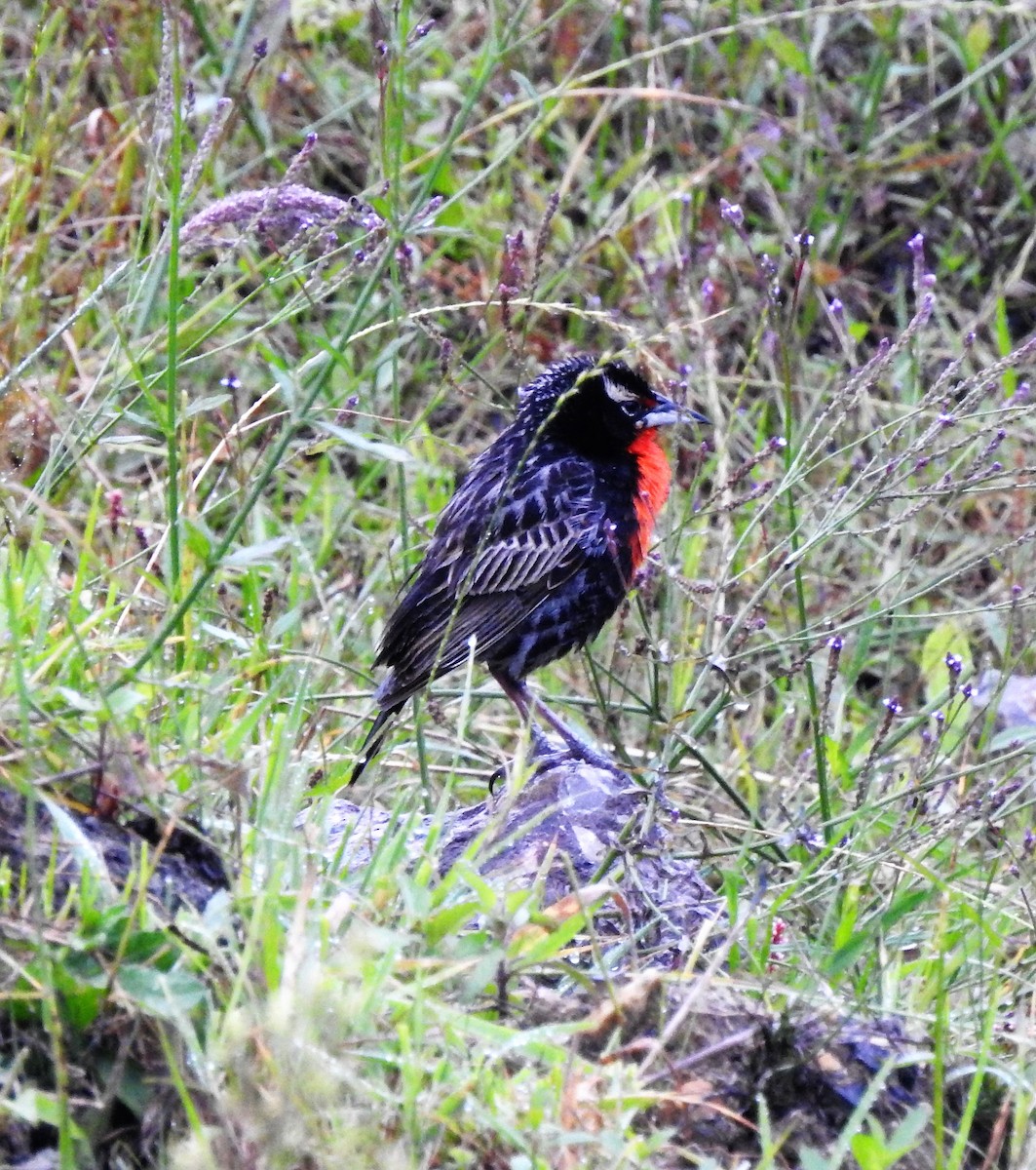 ML130830601 - Peruvian Meadowlark - Macaulay Library