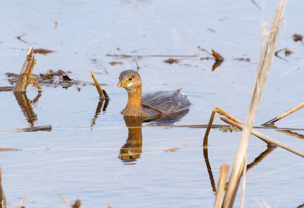 eBird Checklist - 25 Dec 2018 - San Bernard NWR (UTC 125) - 19 species ...