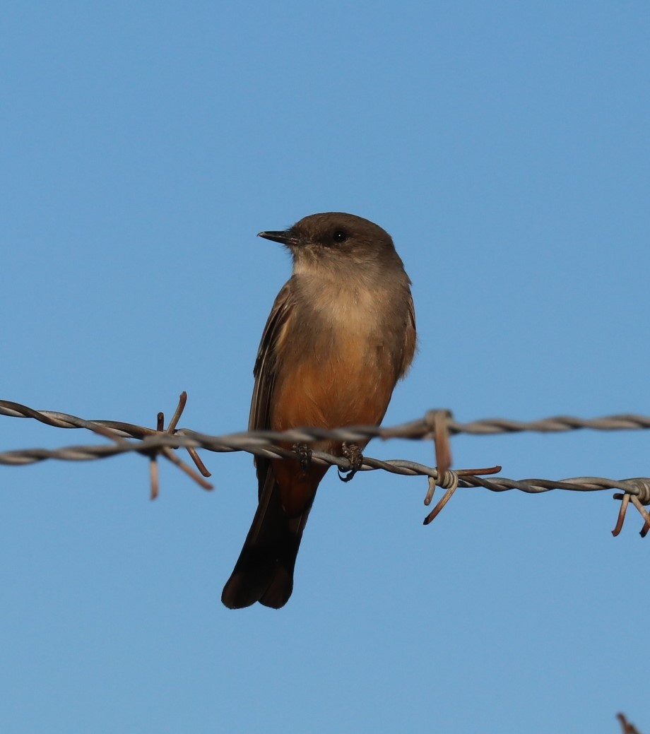 eBird Checklist - 26 Dec 2018 - Robbins Butte Wildlife Area - 4 species ...