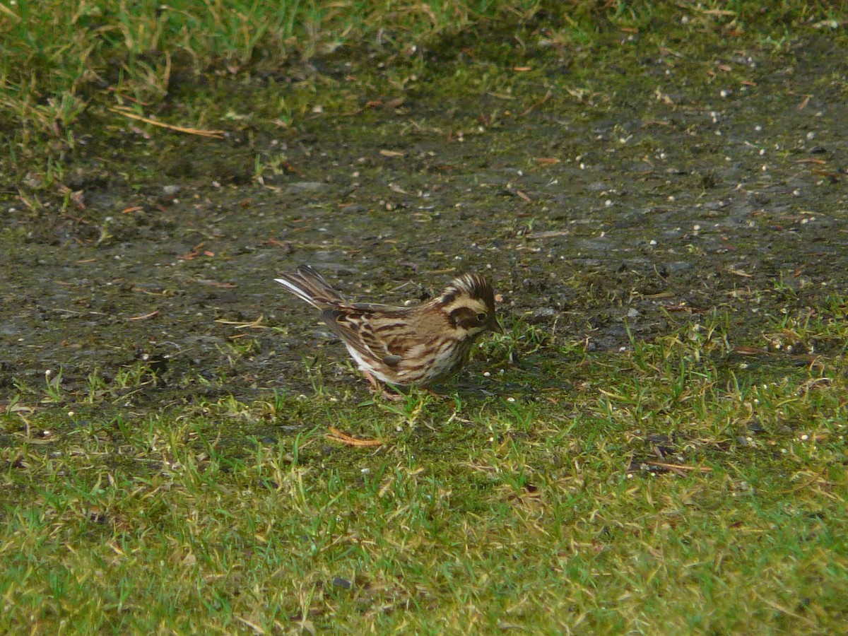 eBird Checklist - 23 Oct 2009 - Ketchikan-Jerry Koerner's House - 1 species