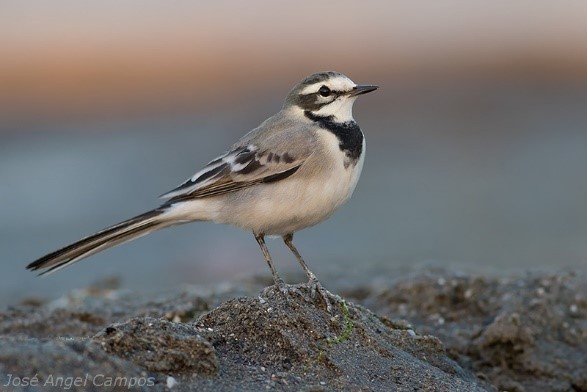 White Wagtail (Moroccan) - eBird