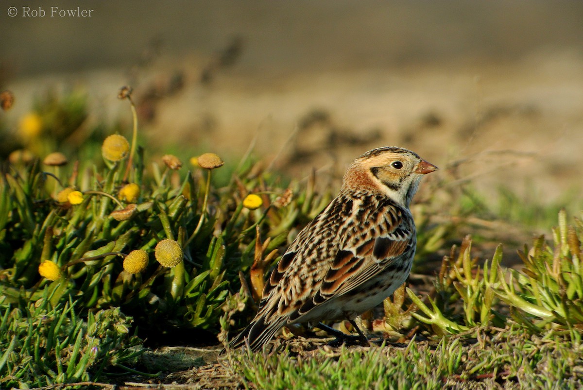 eBird Checklist - 25 Nov 2013 - Arcata Bottoms--Mad River Slough WA ...
