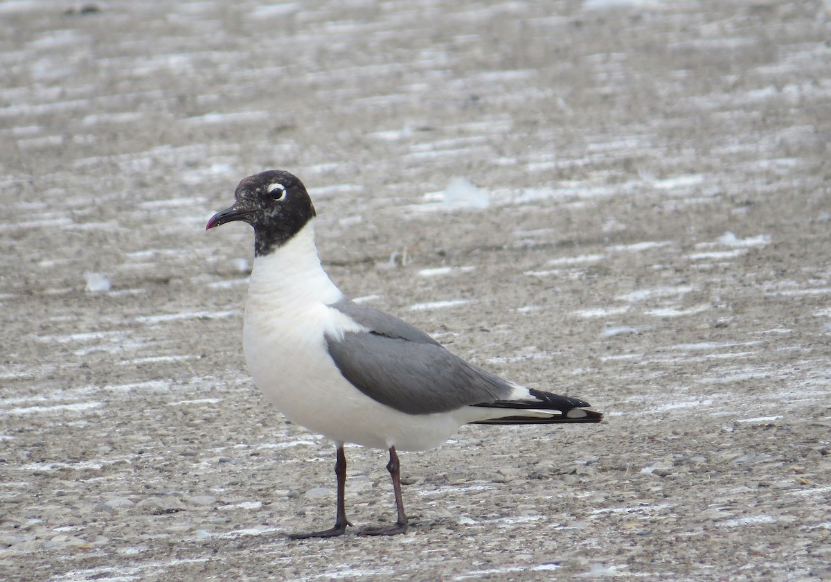 eBird Checklist - 27 Jul 2014 - Oakville--Bronte Harbour - 27 species