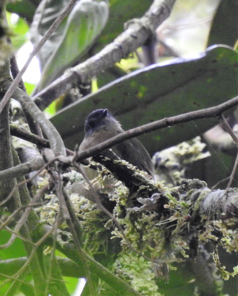 ML131712791 - Inca Flycatcher - Macaulay Library