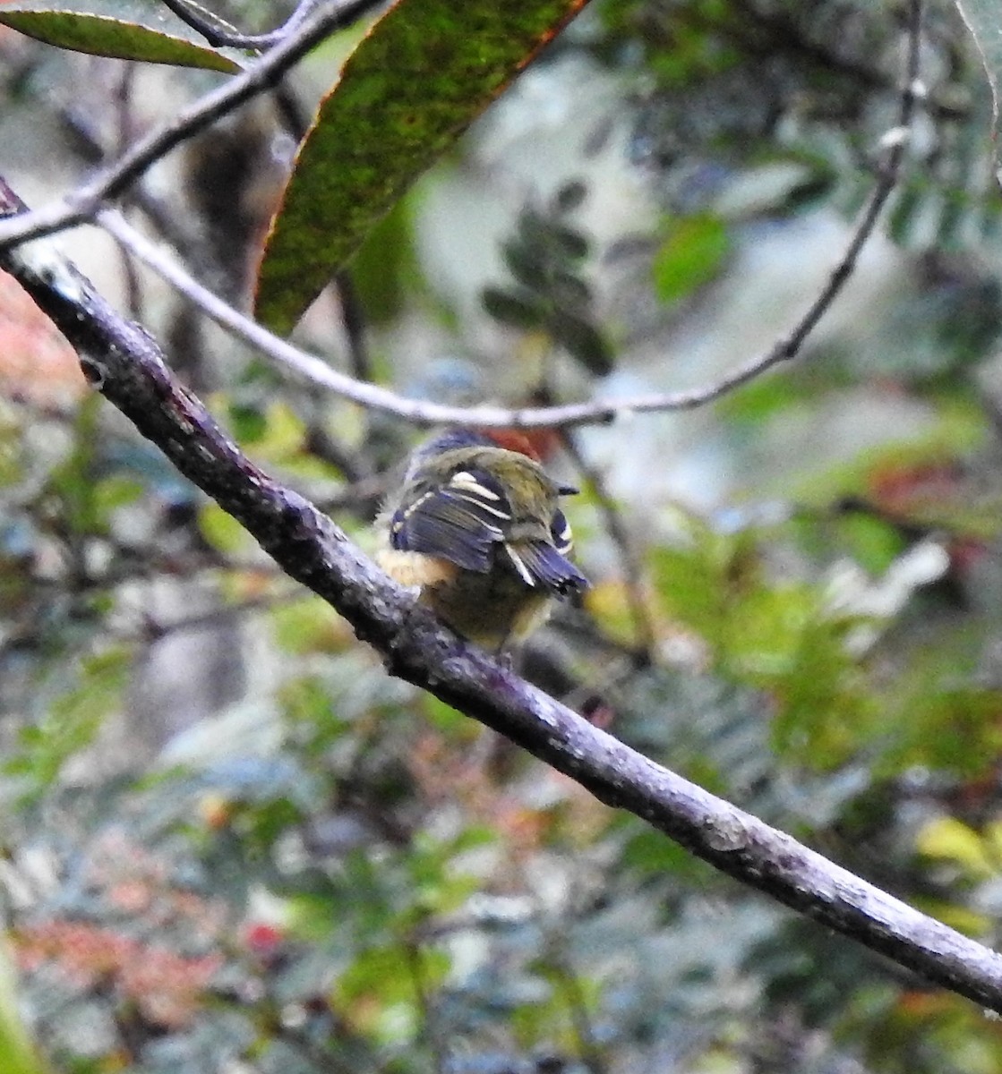 ML131718311 - Johnson's Tody-Flycatcher - Macaulay Library