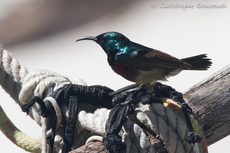 Souimanga Sunbird (Sooty-bellied) - eBird