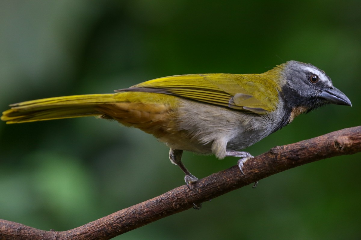 ML132079021 - Buff-throated Saltator - Macaulay Library