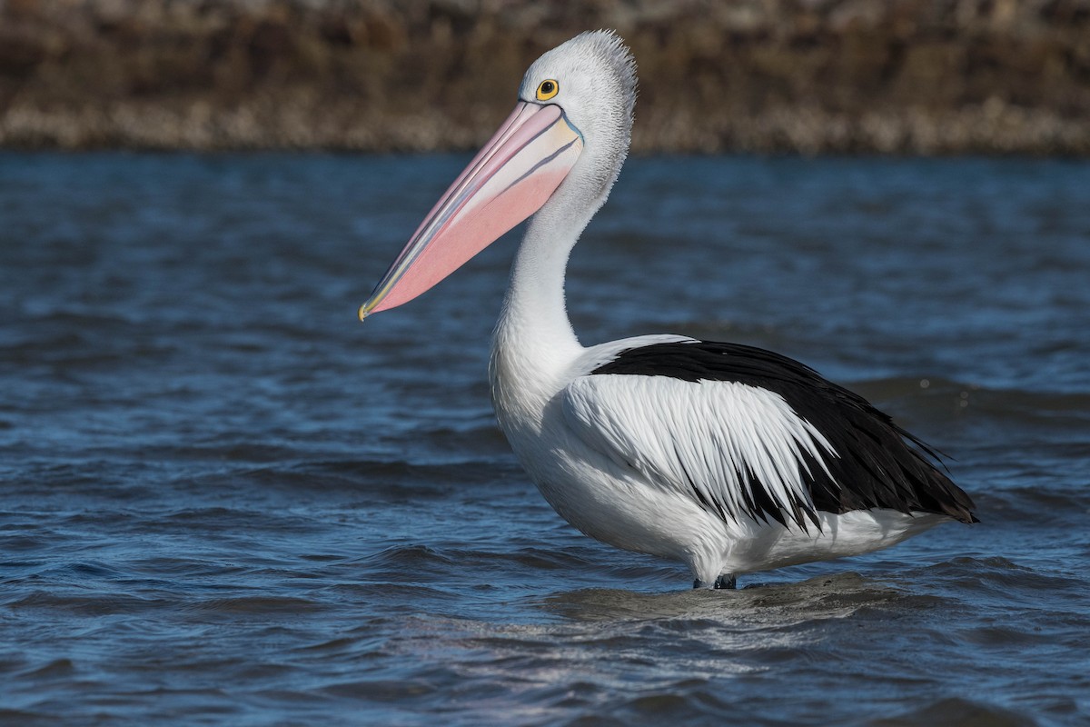 ML132577501 - Australian Pelican - Macaulay Library