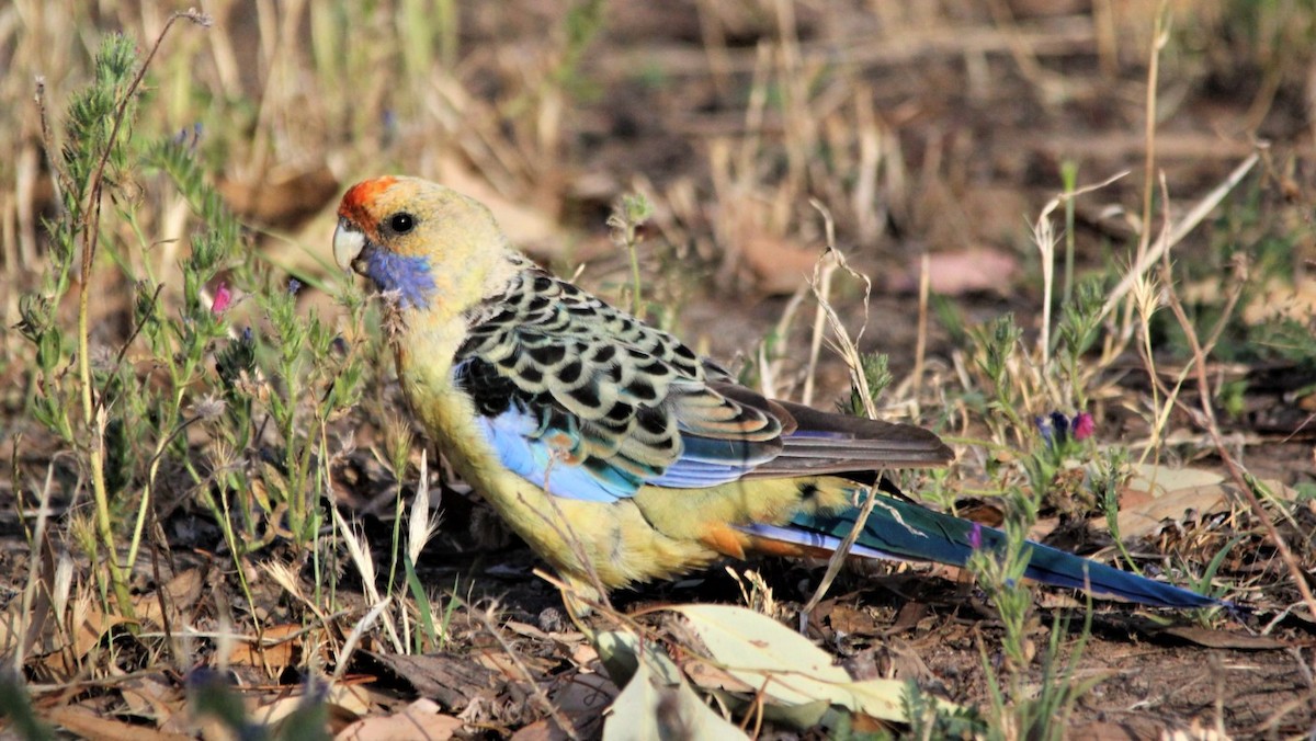 eBird Checklist - 2 Jan 2019 - Mount Remarkable National Park - Melrose ...