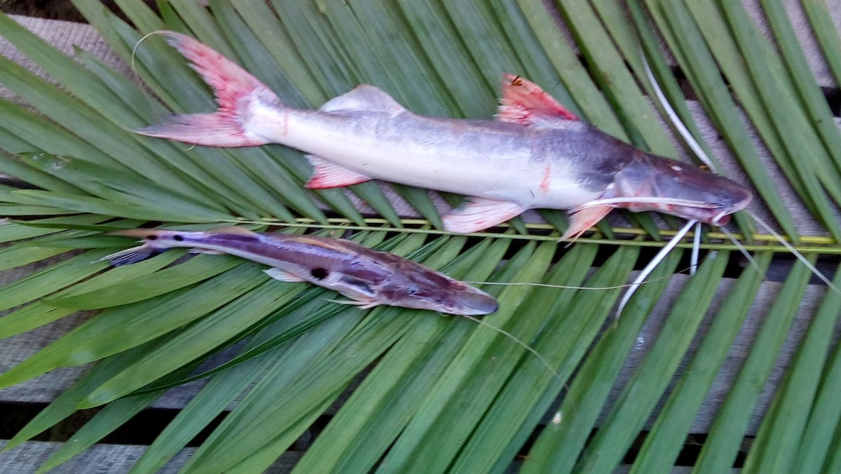 ML132843101 - Baboso - Macaulay Library