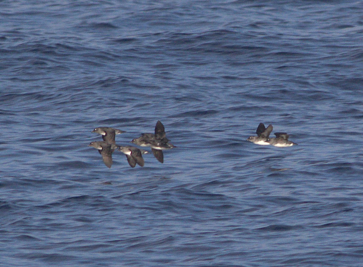 eBird Checklist - 9 Oct 2014 - 2014-10-09 a - 8 species