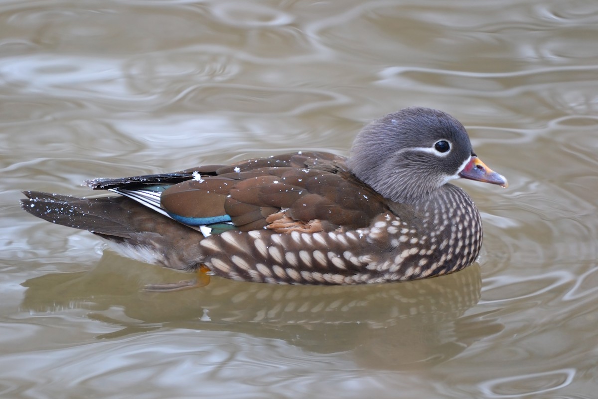 ML133026081 - Mandarin Duck - Macaulay Library