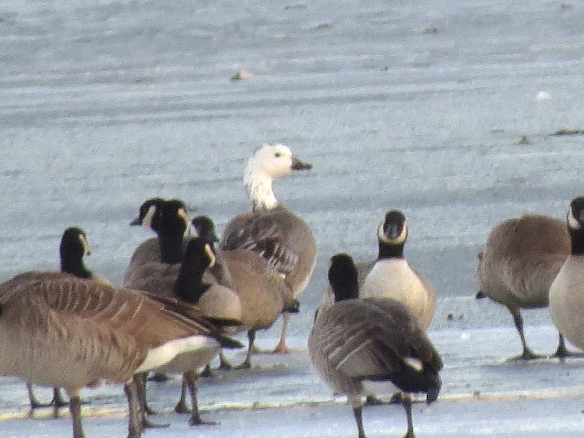 eBird Checklist - 4 Jan 2019 - Waneka Lake/Greenlee Preserve - 19 ...