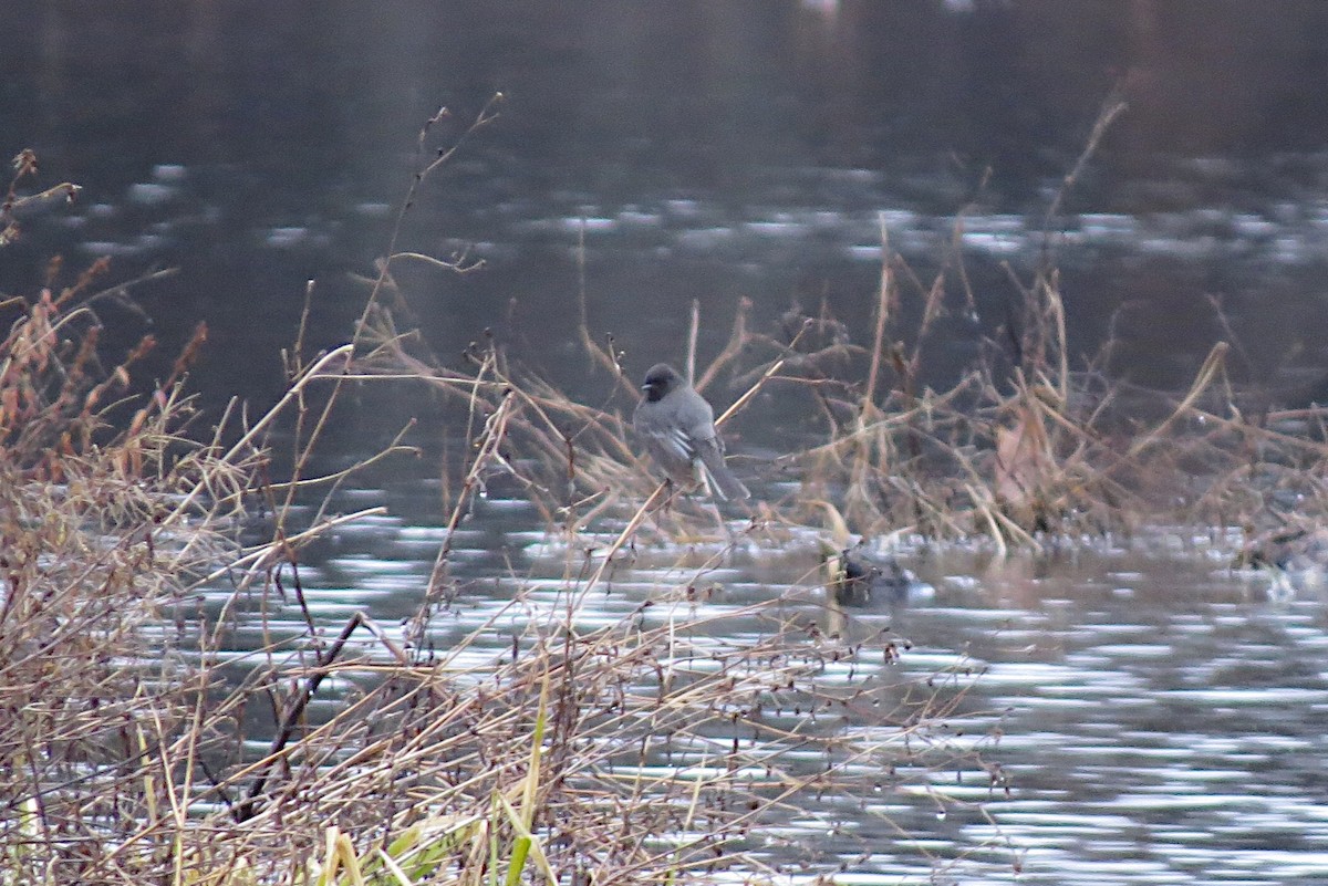 eBird Checklist - 5 Jan 2019 - Hainesville WMA - 5 species