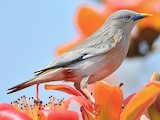Bhandara, Maharashtra, India - eBird