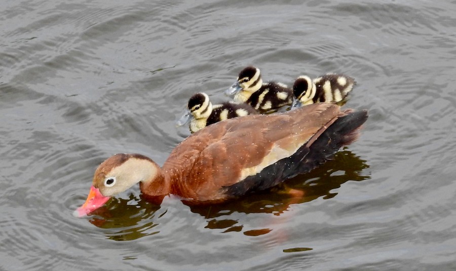 whistling-duck sp. - eBird