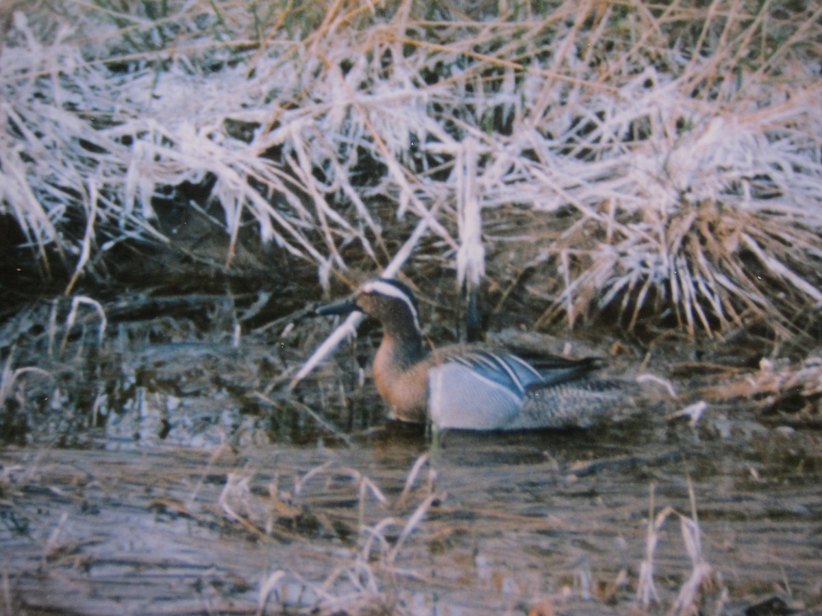 eBird Checklist - 26 May 1990 - Taber area - 1 species