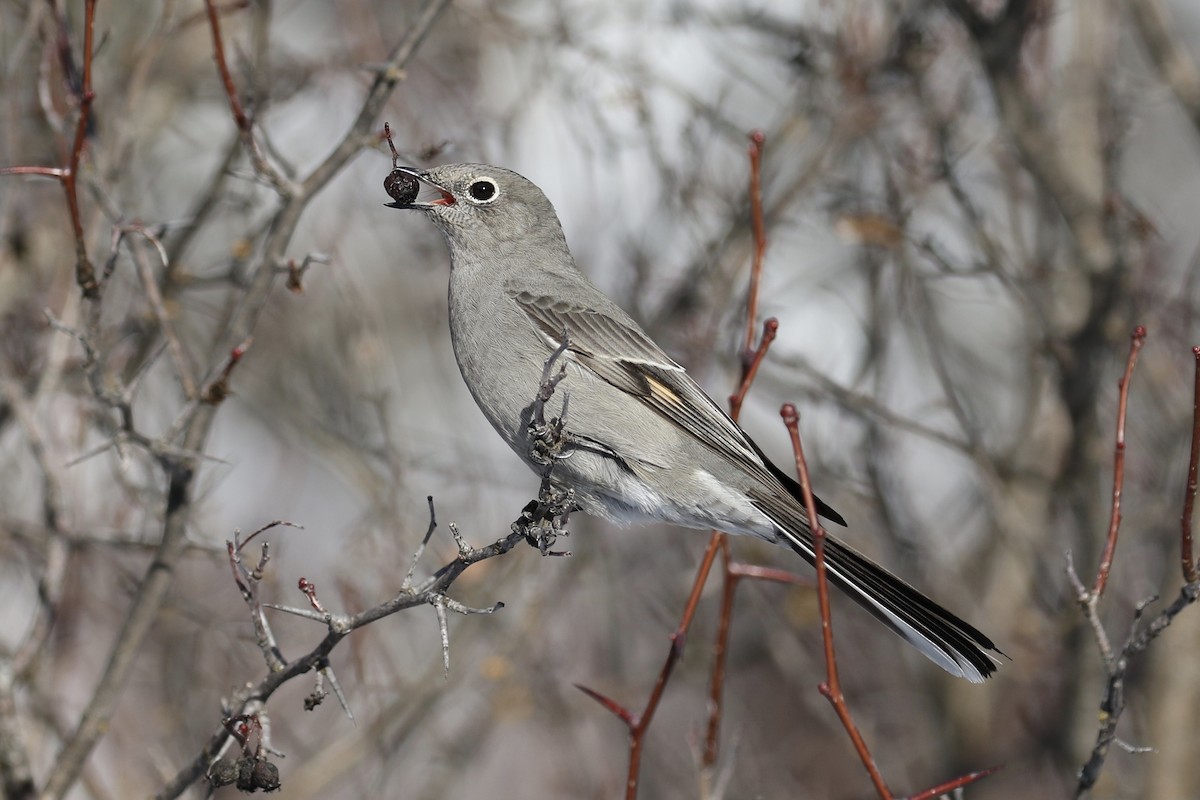 Townsend's Solitaire - Myadestes townsendi - Media Search - Macaulay ...