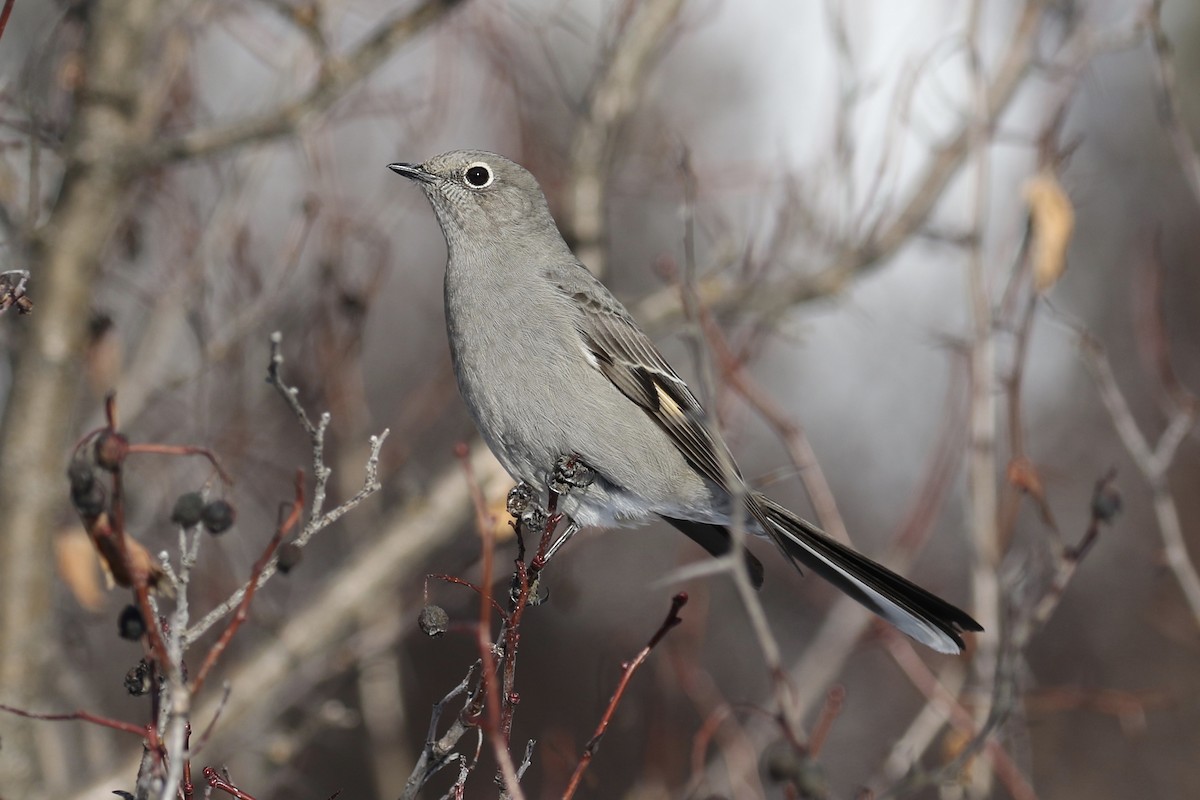 Townsend's Solitaire - Myadestes townsendi - Media Search - Macaulay ...