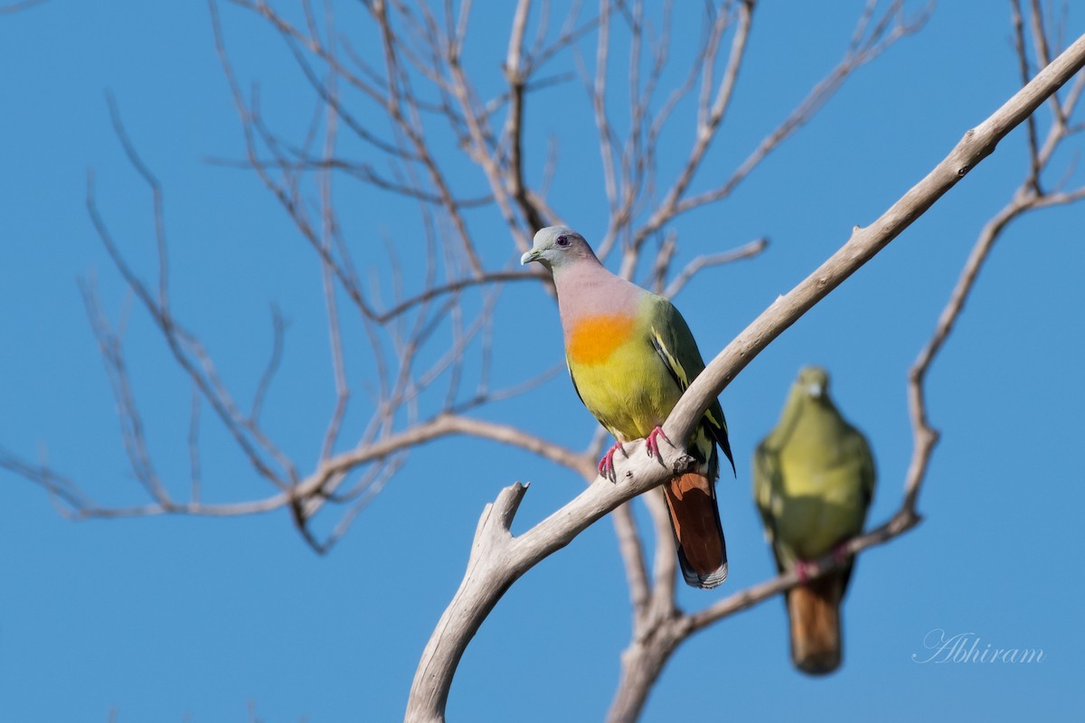 ML134258931 - Pink-necked Green-Pigeon - Macaulay Library