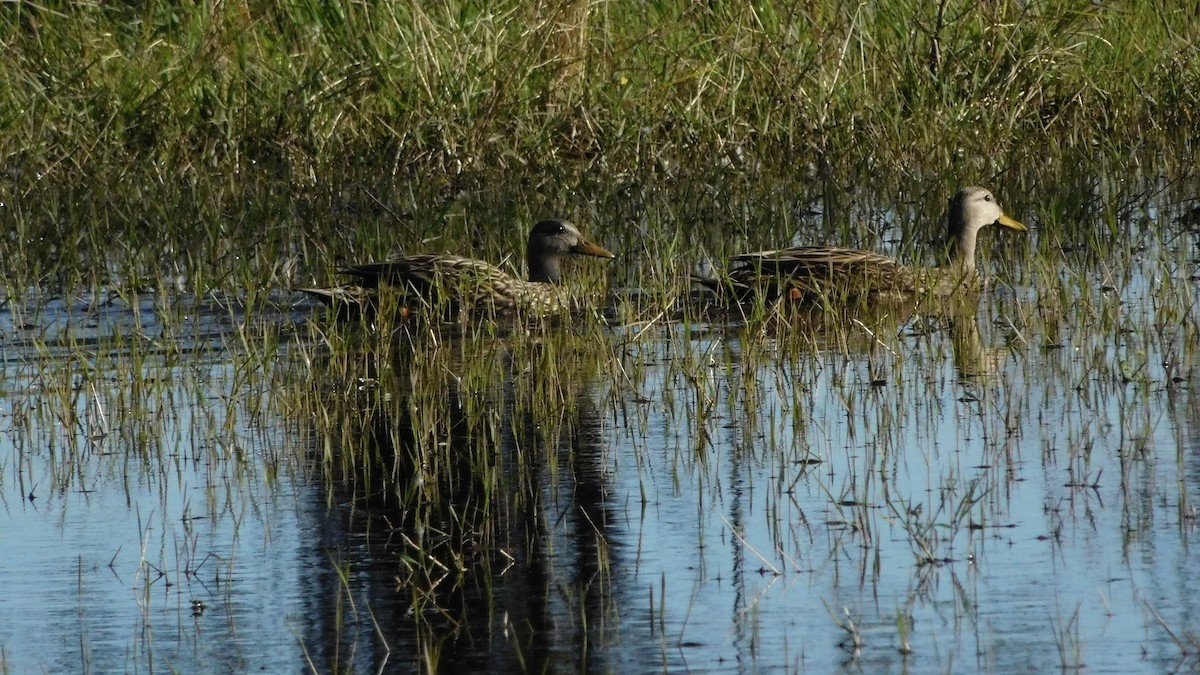 eBird Checklist - 12 Jan 2019 - Crews Lake Park - 11 species
