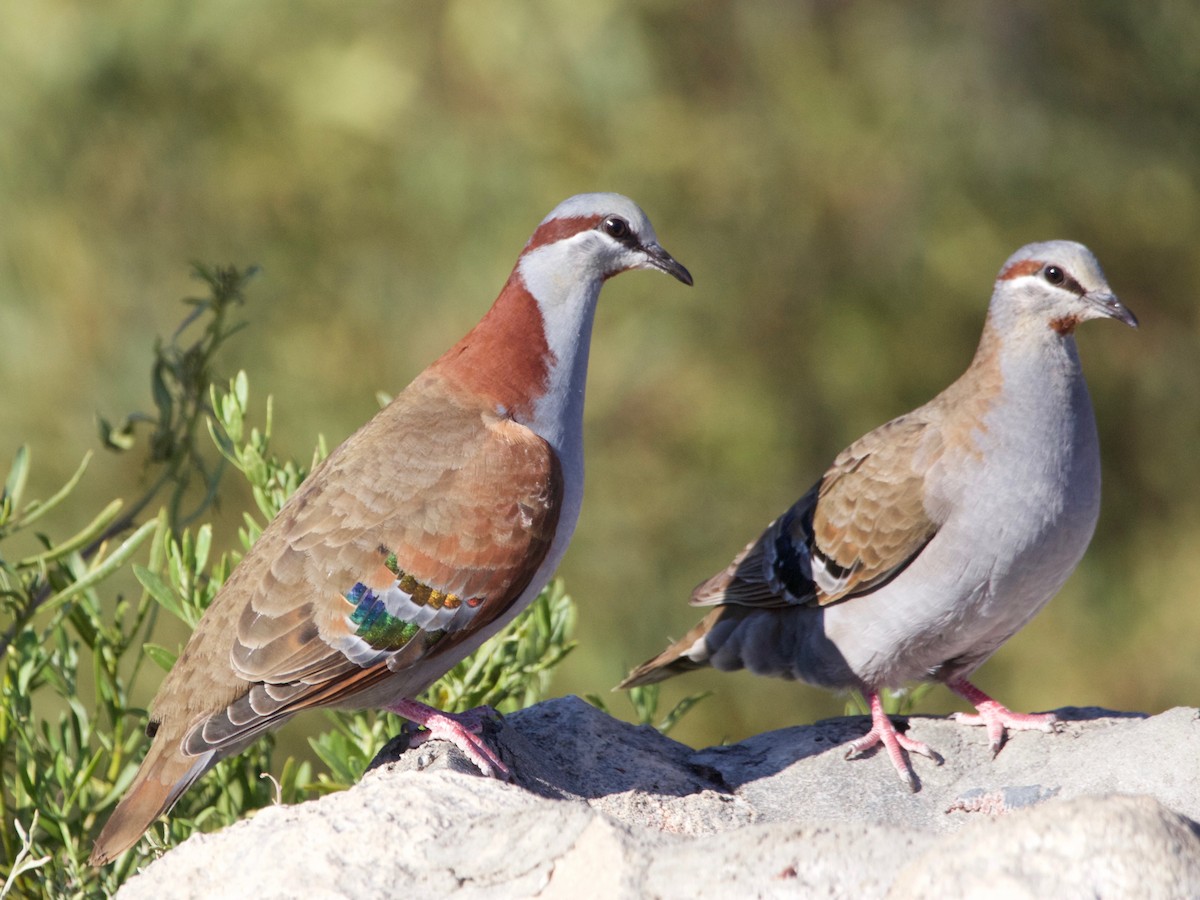 eBird Checklist - 6 Oct 2016 - Eyre Bird Observatory - 27 species