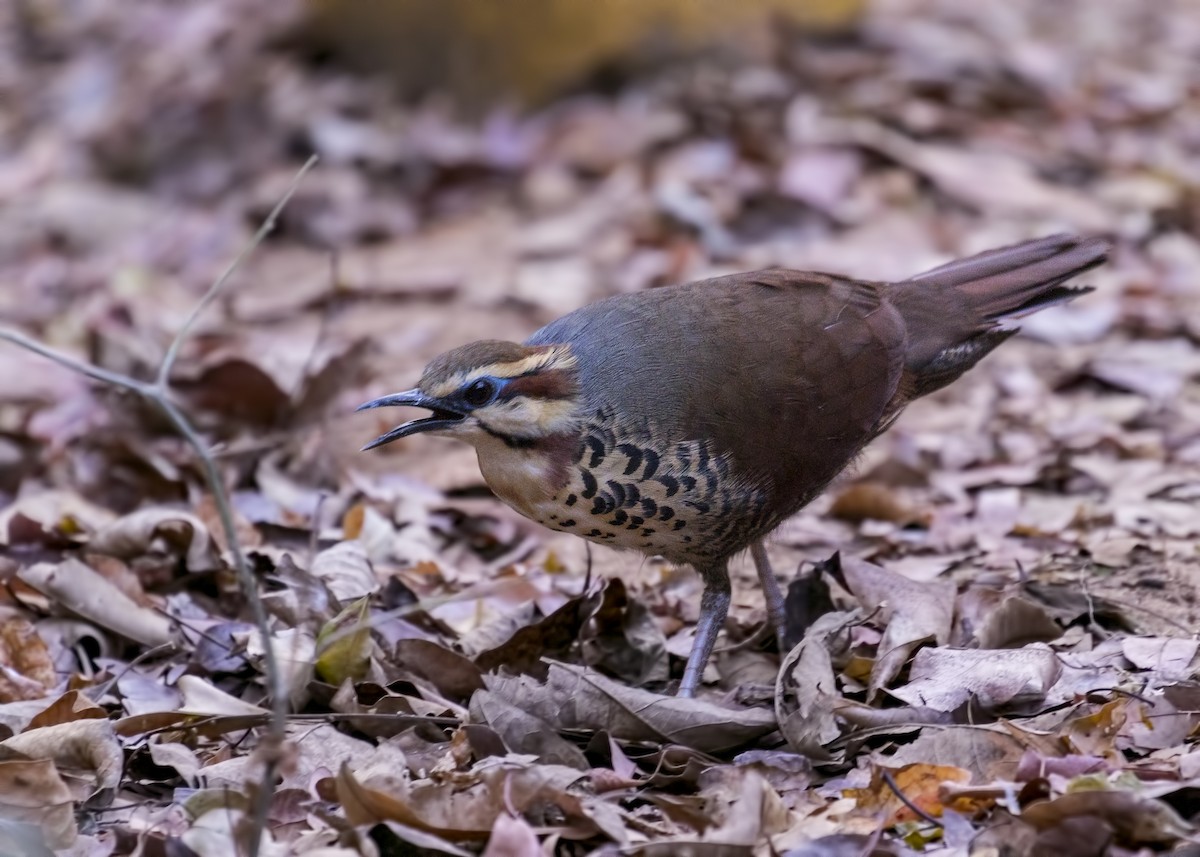 ML134870431 - White-breasted Mesite - Macaulay Library