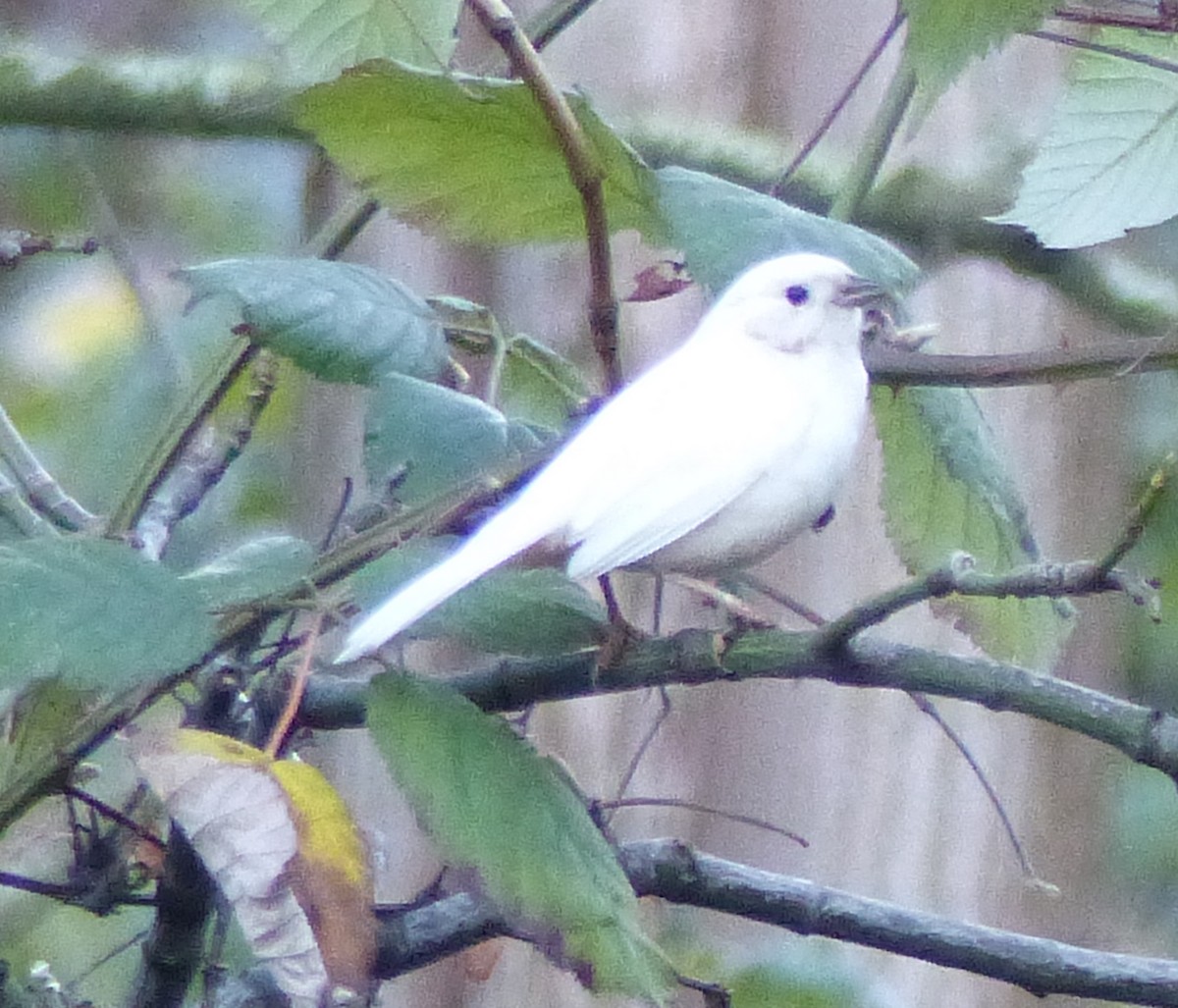 eBird Checklist - 13 Jan 2019 - 1180 Eastlake Ave E - 1 species