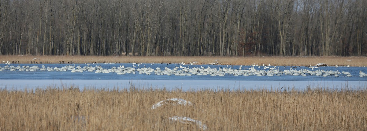 eBird Checklist - 14 Jan 2019 - Killdeer Plains Wildlife Area--Pond 27 ...