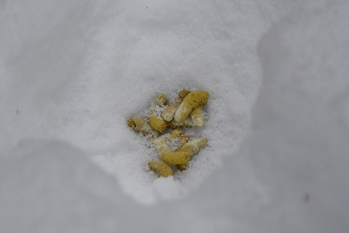 eBird Checklist - 15 Jan 2019 - Moose Bog, Wenlock WMA - 7 species