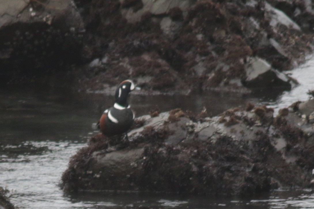 eBird Checklist - 24 Feb 2018 - Point St. George - 11 species (+1 other ...