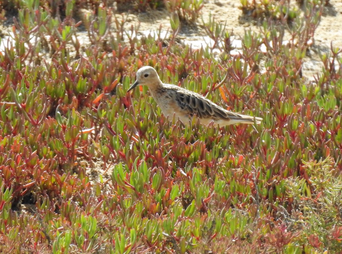 eBird Checklist - 1 Jan 1900 - Australia - 667 species (+9 other taxa)