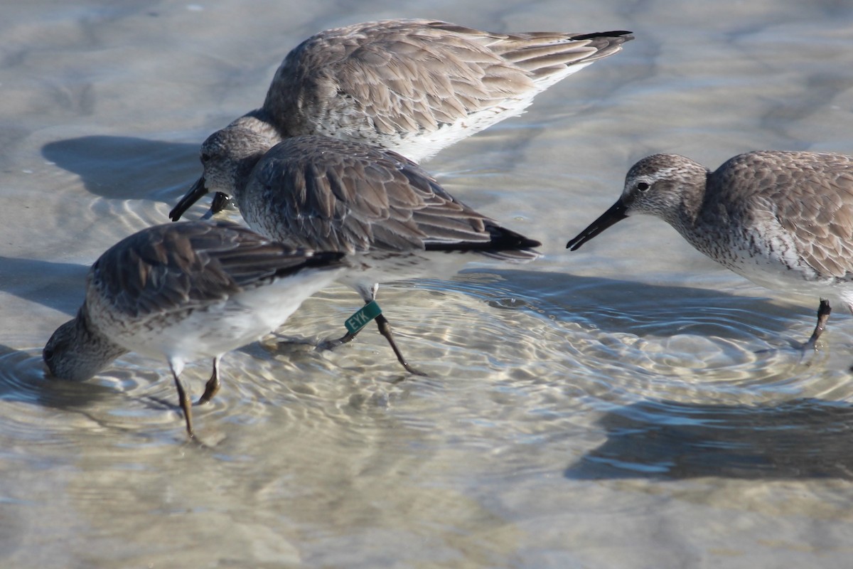 eBird Checklist - 6 Jan 2019 - Winterhaven Park - 20 species