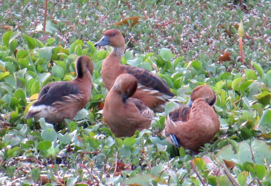 Fulvous/Lesser Whistling-Duck - eBird