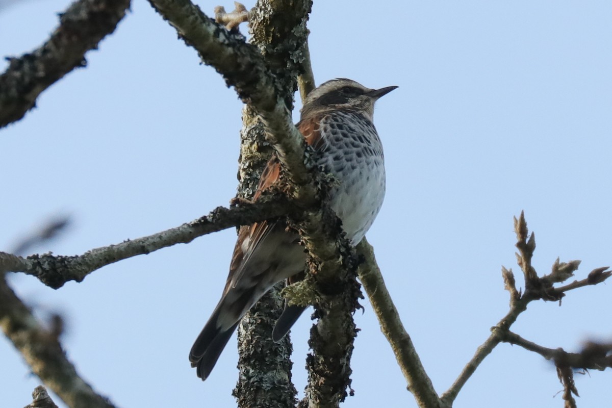 eBird Checklist - 21 Jan 2019 - stakeout Dusky Thrush Gordon Rd-Nanaimo River Estuary (2019) - 7 ...