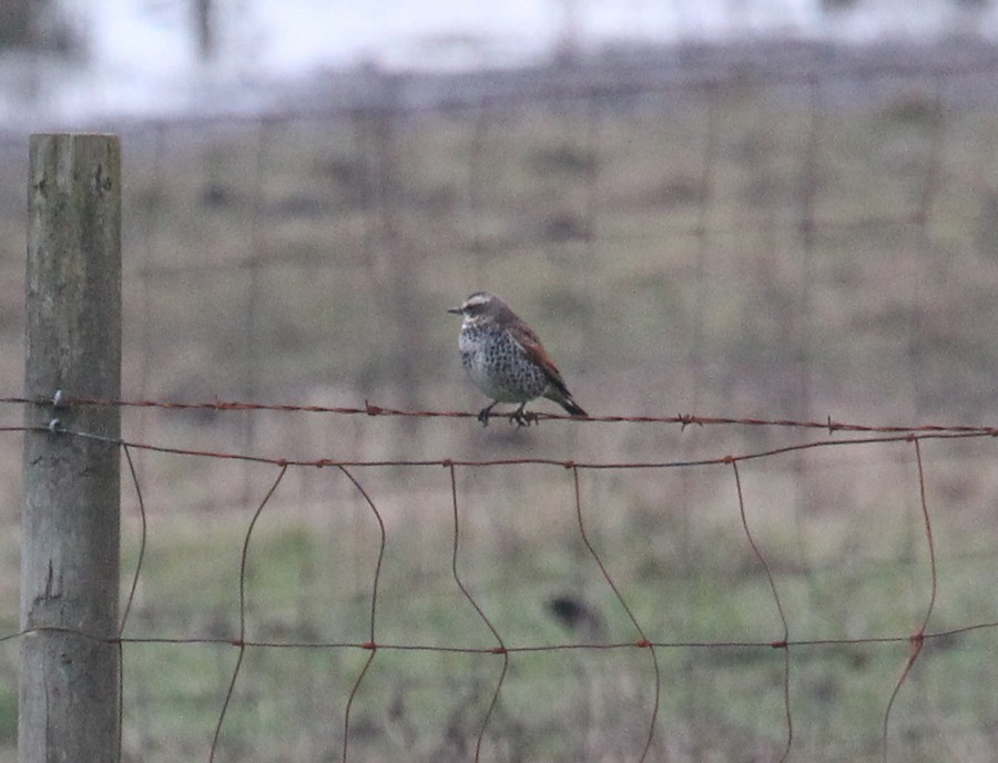 eBird Checklist - 21 Jan 2019 - stakeout Dusky Thrush Gordon Rd-Nanaimo River Estuary (2019 ...