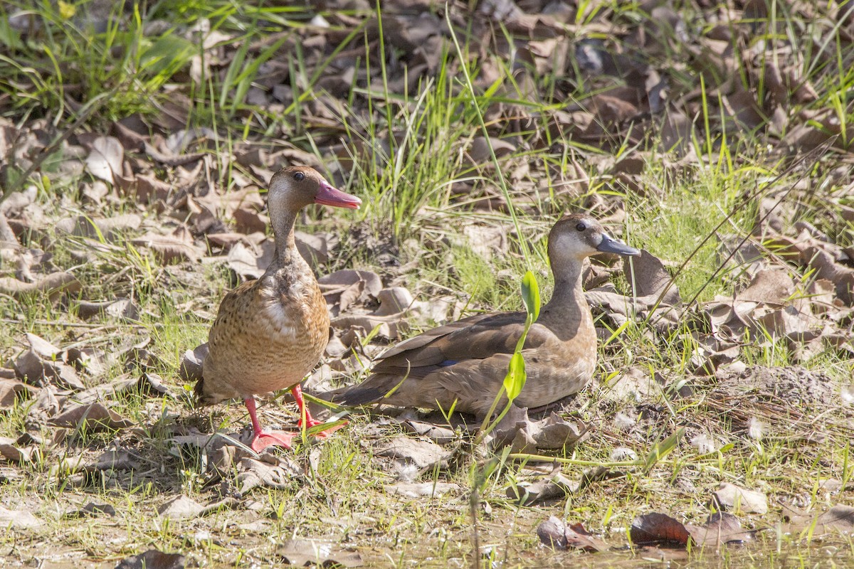 eBird Checklist - 23 Jun 2018 - Refúgio Ecológico Caiman - 63 species