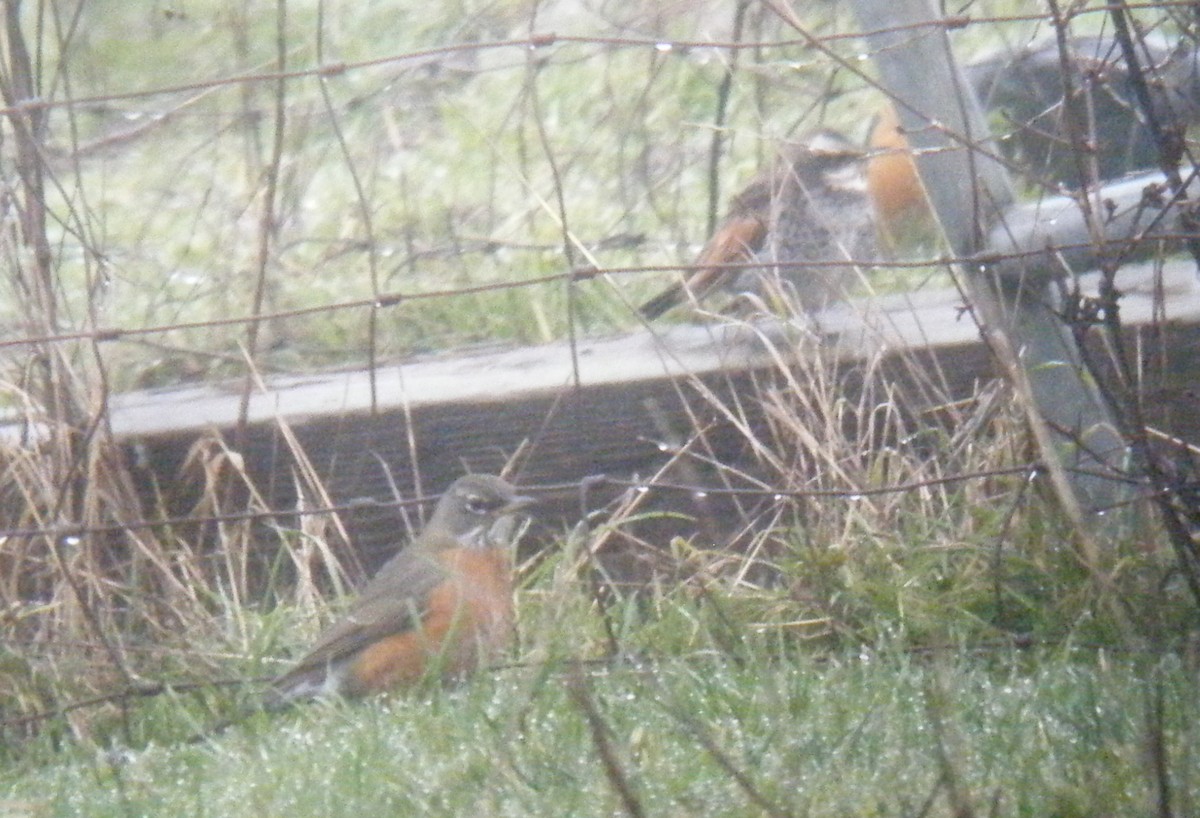 eBird Checklist - 22 Jan 2019 - stakeout Dusky Thrush Gordon Rd-Nanaimo River Estuary (2019 ...