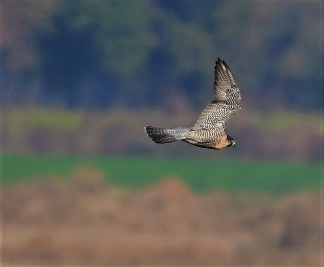 eBird Checklist - 26 Jan 2019 - Dhanauri Wetlands -- Dhanauri Kalan ...