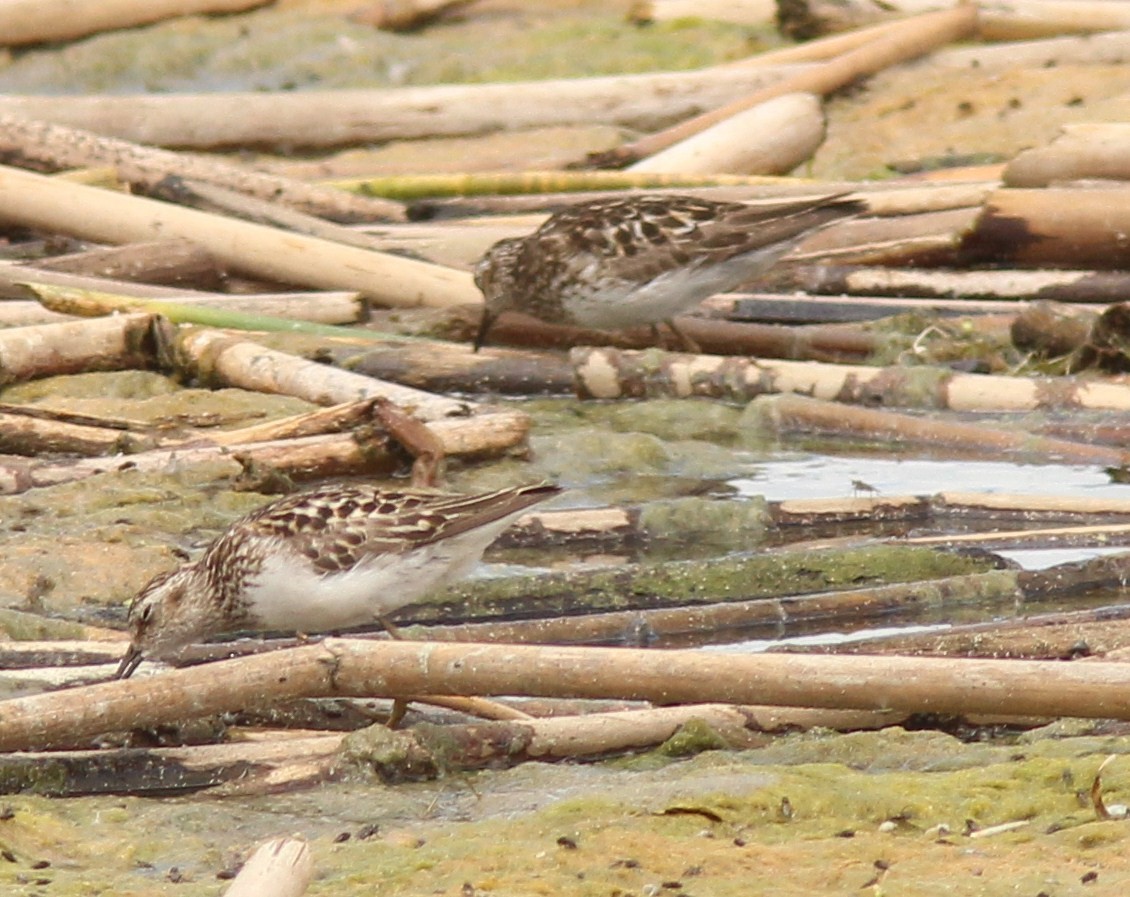 eBird Checklist - 12 Jul 2015 - Tule Lake NWR (SIS Co.) - 58 species
