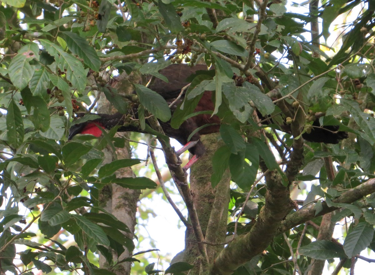 eBird Checklist - 11 Nov 2014 - Arenal Observatory Lodge - 24 species
