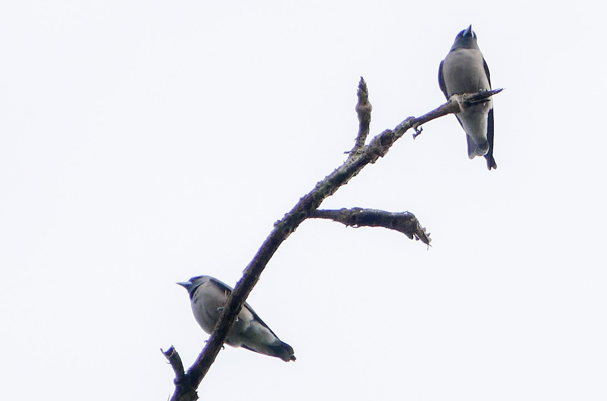 eBird Checklist - 23 Jan 2017 - Khao Yai NP--Pha Kluai Mai - 17 species