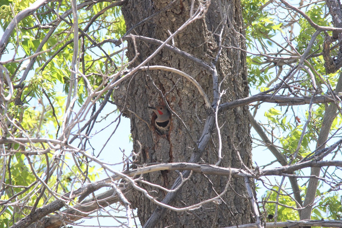eBird Checklist - 29 Apr 2014 - Waucobi Lakebeds - 15 species (+1 other ...