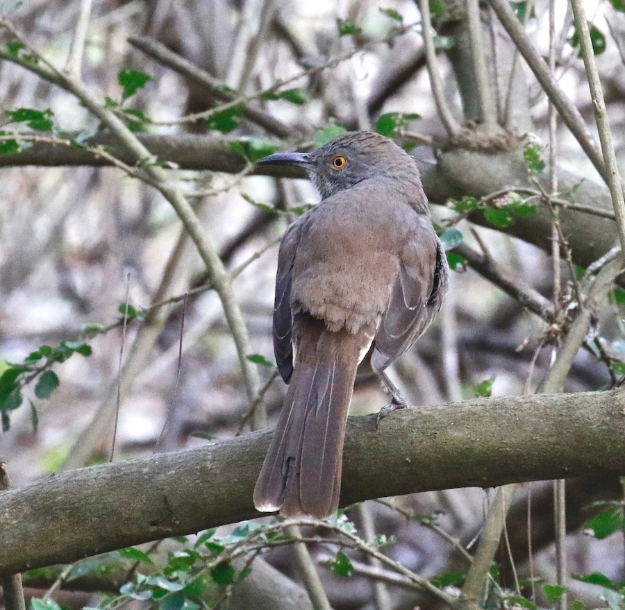 Toxostoma sp. - eBird