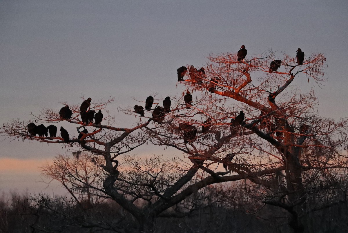 eBird Checklist - 30 Jan 2019 - Bayou Bodcau WMA - 27 species