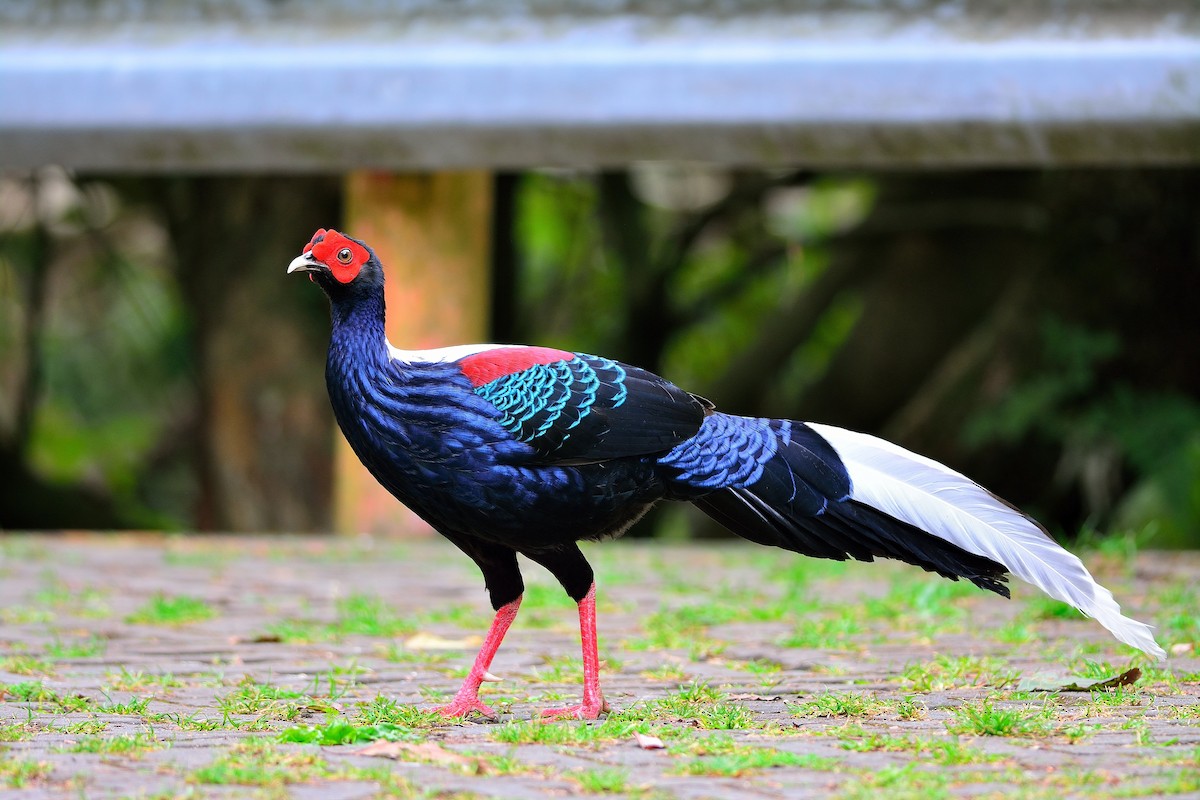 ML138304271 - Swinhoe's Pheasant - Macaulay Library