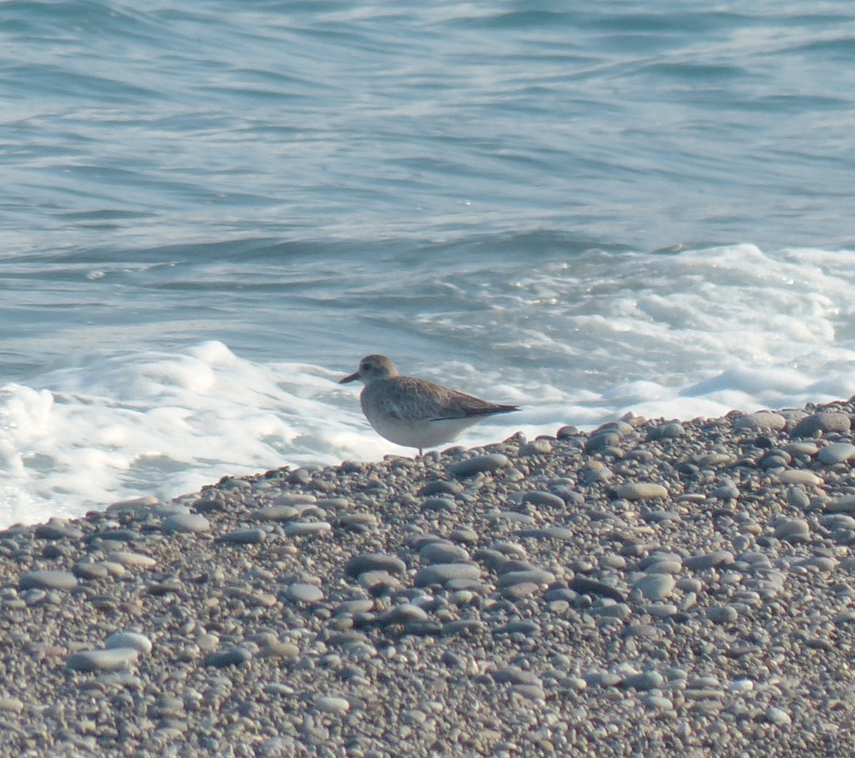 eBird Checklist - 29 Jan 2019 - Robins Bay - 12 species