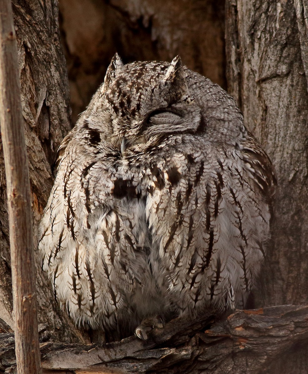 eBird Checklist - 30 Jan 2019 - Bear Creek Dog Park - 2 species